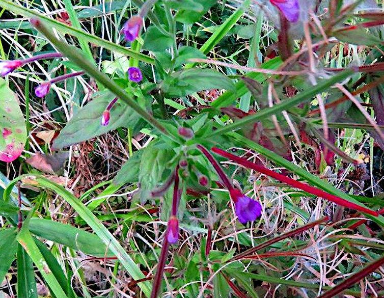 akabana | ネイチャーたかつき